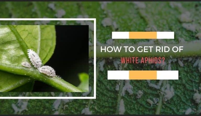 How to Get Rid of White Aphids? Detailed Guide