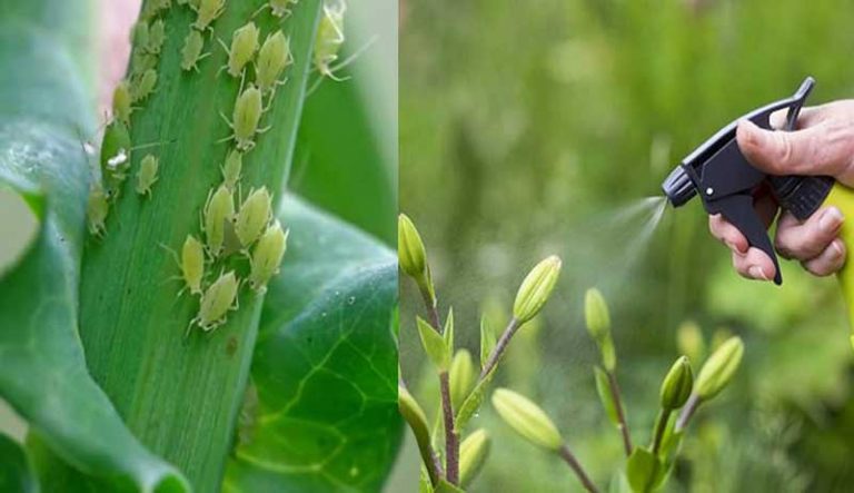 Top 5 Best Aphid Killer [The Smarter Choice for You]
