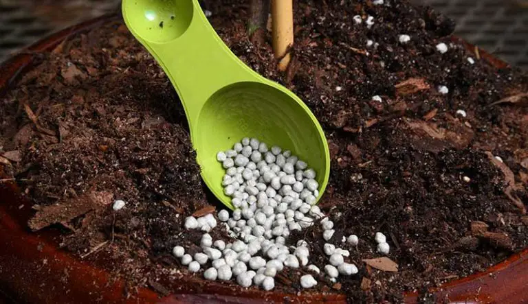 5 Best Fertilizer for Ficus Hedge | A List from The Expert