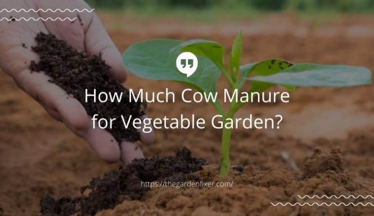 How Much Cow Manure for Your Vegetable Garden? Easy Methods