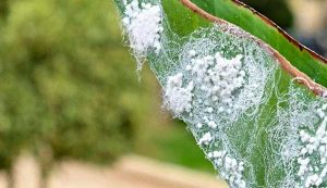 How to Get Rid of White Aphids? Detailed Guide