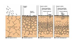 How Does Climate Affect Soil Formation? Easy Guide
