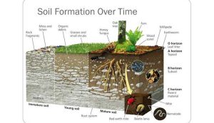 How Can Time Affect Soils? Detailed Guide