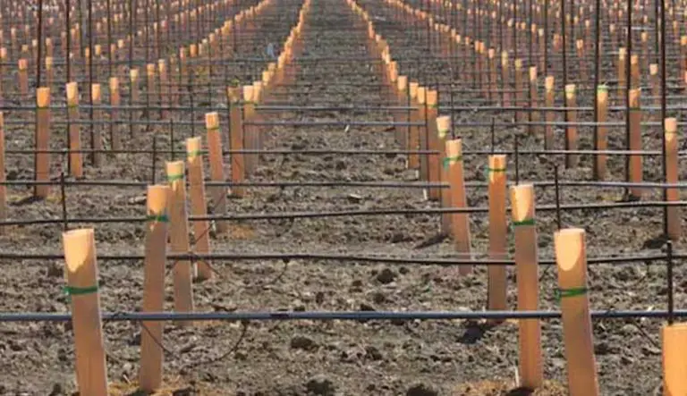 Advantages and Disadvantages of Using Tree Tubes