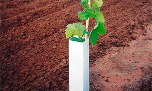 Advantages and Disadvantages of Using Tree Tubes