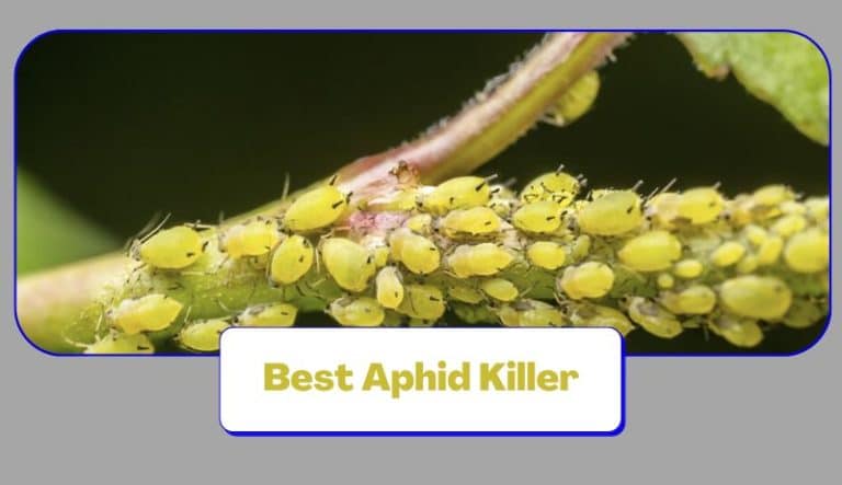 Top 5 Best Aphid Killer [The Smarter Choice for You]