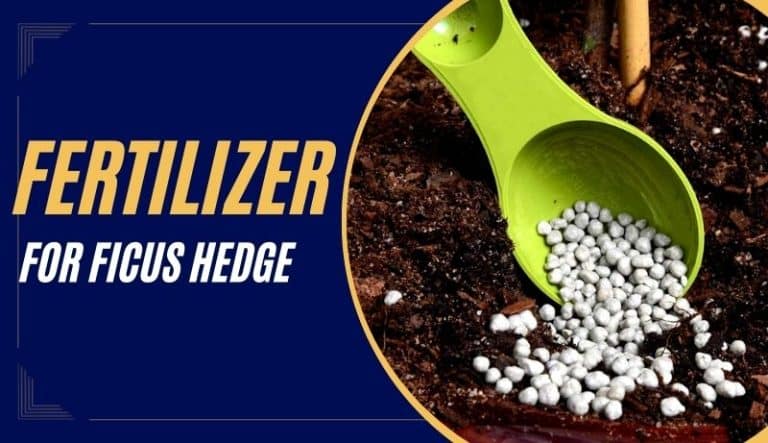 5 Best Fertilizer for Ficus Hedge | A List from The Expert