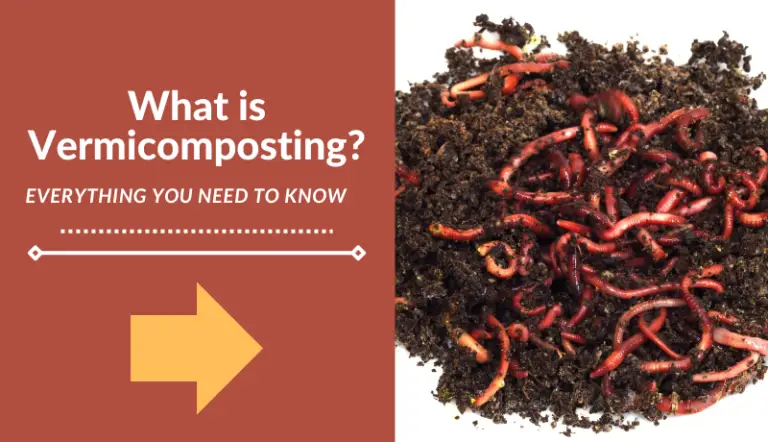 What is Vermicomposting? Everything You Need to Know | TheGardenFixer